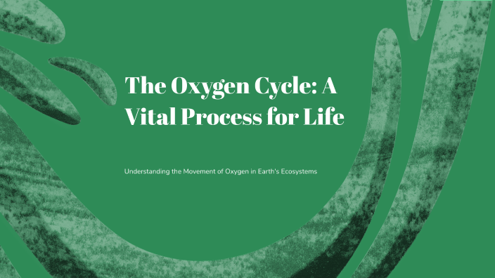 The Oxygen Cycle: A Vital Process for Life by lincoln winser-large on Prezi