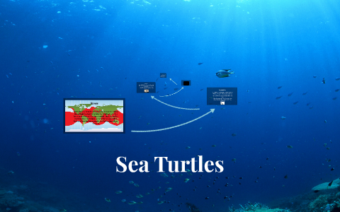Sea Turtles by victoria minter on Prezi
