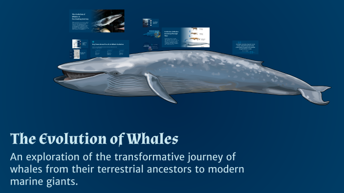 The Evolution of Whales by Beth Maddison on Prezi