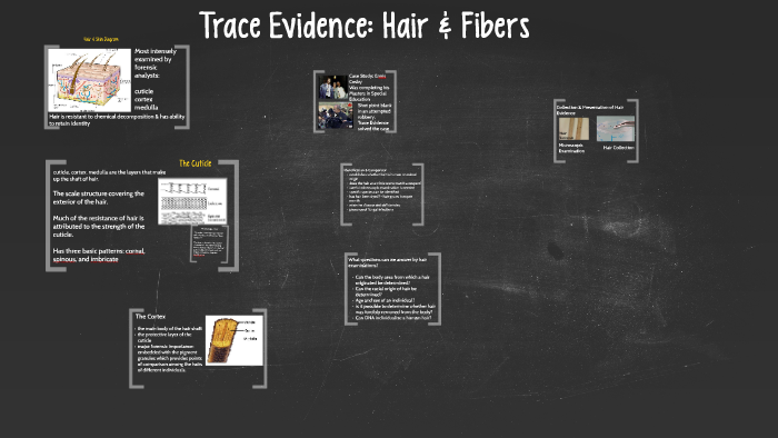 Trace Evidence: Hair & Fibers by Raffaella Viviano on Prezi