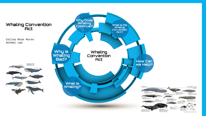 Whaling Convention Act by celina moren on Prezi
