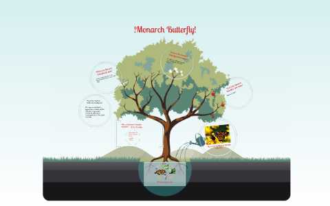 !Monarch Butterfly! by gavin Trigg on Prezi