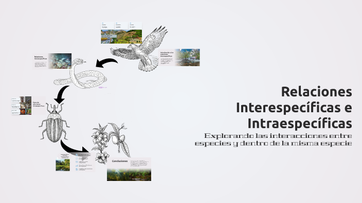 Relaciones Interespecíficas e Intraespecíficas by Chaneke Dios on Prezi
