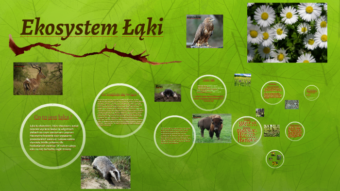 Ekosystem Łąki by Natalia Skała on Prezi