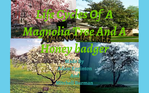 Life Cycles Of A Magnolia Tree And A Honey Badger by Adam Egginton on Prezi