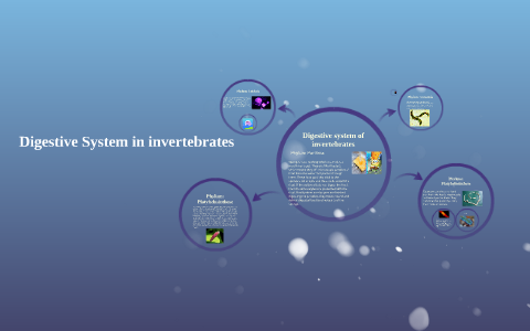 Digestive system of invertebrates by Boris Coffee on Prezi