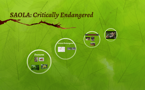 SAOLA: Critically Endangered by Tram Anh Vu on Prezi