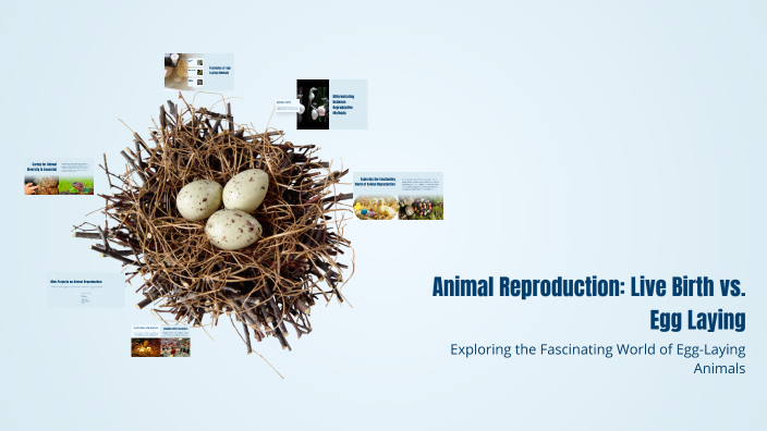 Animal Reproduction: Live Birth vs. Egg Laying by Zedrick Salvador ...