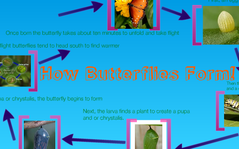 How do Butterflies Form by Clare Slack on Prezi
