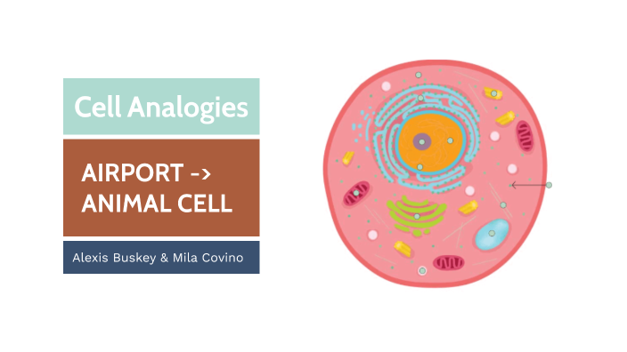 Cell analogies collage by Alexis Buskey on Prezi