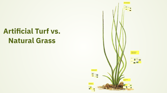 Artificial Turf vs. Natural Grass by Michael Fleming on Prezi