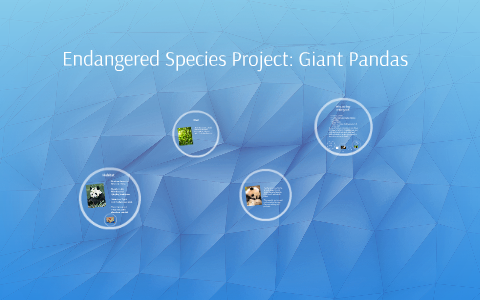 Endangered Species Project: Giant Pandas by Ariana Fiets on Prezi