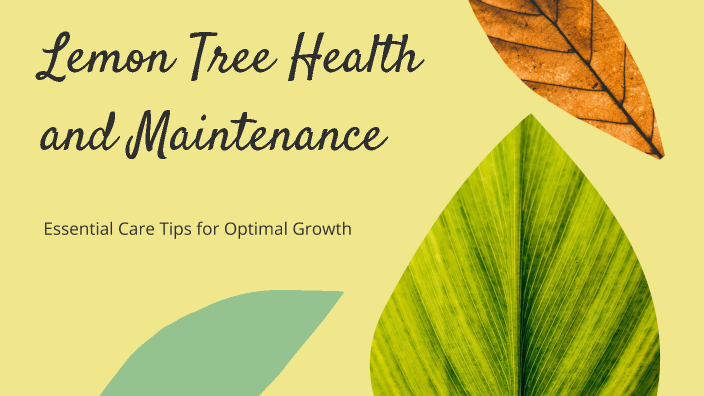 Lemon Tree Health and Maintenance by Veronica Jones on Prezi