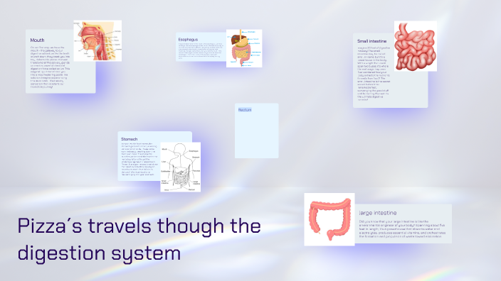Digestion Travel Brochure by Bellamy Steele _ Student - HollyGroveM on ...