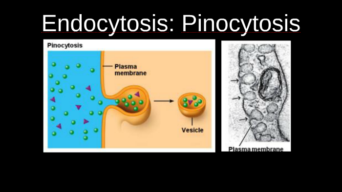 Pinocytosis