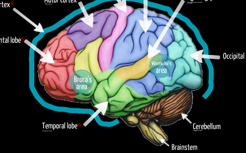 The Human Brain by Hannah Mendel on Prezi