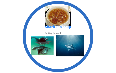 Shark Fin soup by Riley Campbell