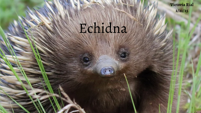 Echidna by Victoria Rial on Prezi