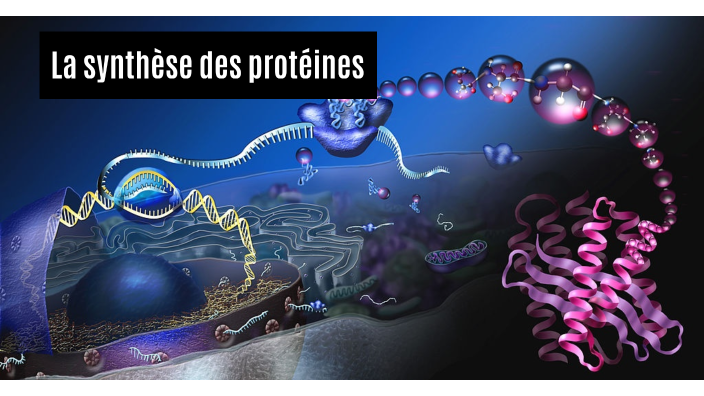 La synthèse des protéines by Lenny Blain-Dagenais on Prezi