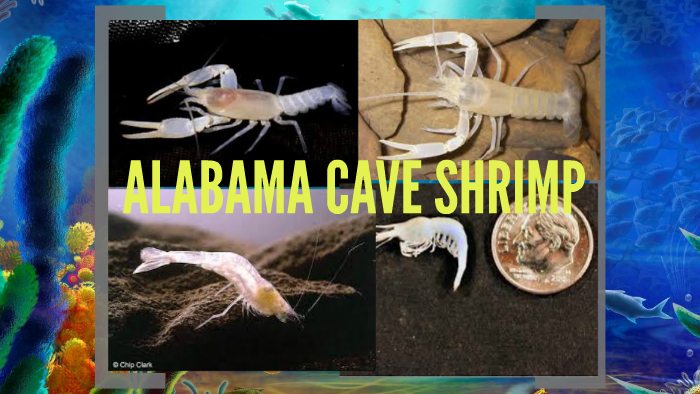 ALABAMA CAVE SHRIMP by Autumn Stewart on Prezi