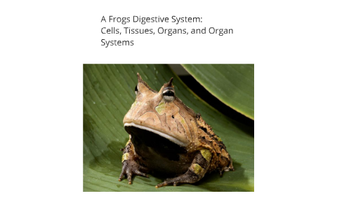 A Lemming's Digestive System: Cells, Tissues, Organs, and Organ Systems ...