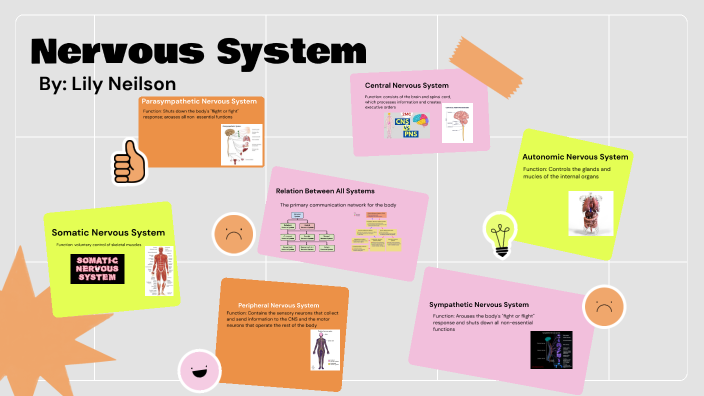 Nervous System by Lily Neilson on Prezi