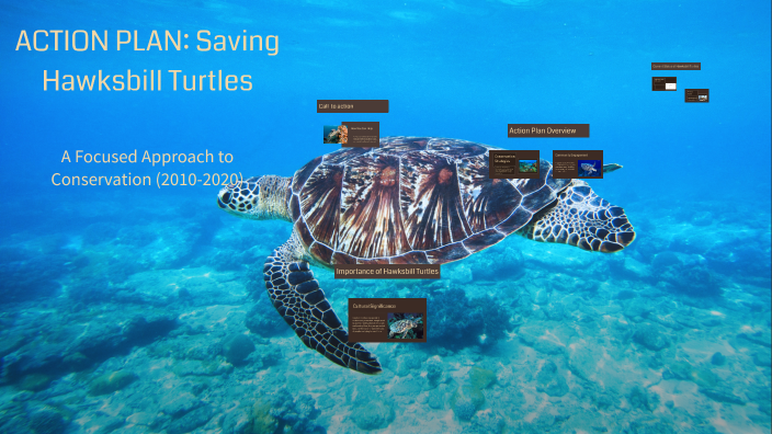 ACTION PLAN: Saving Hawksbill Turtles by Mehez MM on Prezi