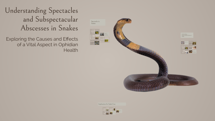 Understanding Spectacles and Subspectacular Abscesses in Snakes by ...