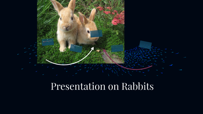 Presentation on Rabbits by leighton banks on Prezi