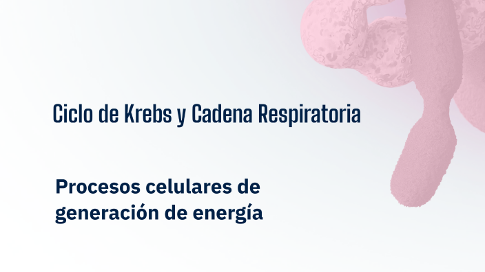 Ciclo de Krebs y Cadena Respiratoria by Maria del Rocio Garcia Amuedo on Prezi