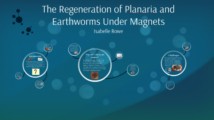The Regeneration of Planaria and Earthworms Under Magents by Isabelle ...