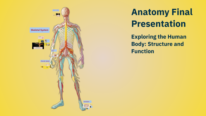 Anatomy Final Presentation by Leah Carr on Prezi