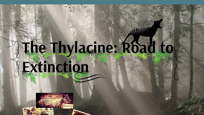 The thylacine: Road to extinction by Dillon Forestell on Prezi