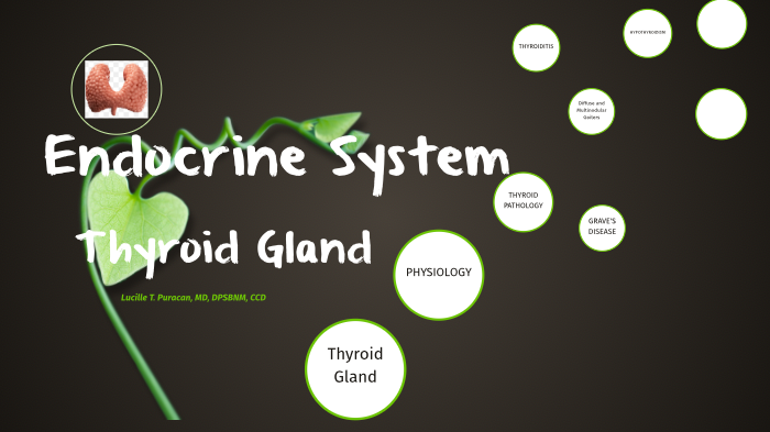 thyroid gland by Lucille Puracan on Prezi