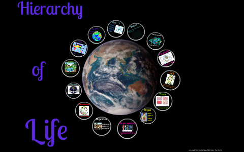 Hierarchy of life: biology by Lily Hernandez on Prezi
