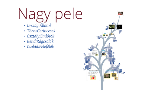 Nagy pele by Csenge Tihanyi on Prezi