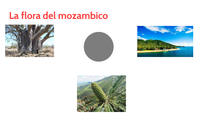 flora del mozambico by MATTEO FORTINO on Prezi