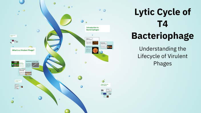 Lytic Cycle of T4 Bacteriophage by Sheetal Pithva on Prezi
