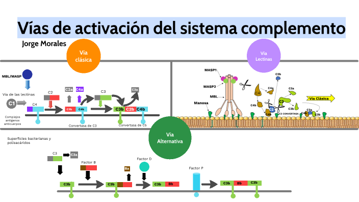 Vías de activación del complemento-Jorge Morales by Kingsman Morales on ...
