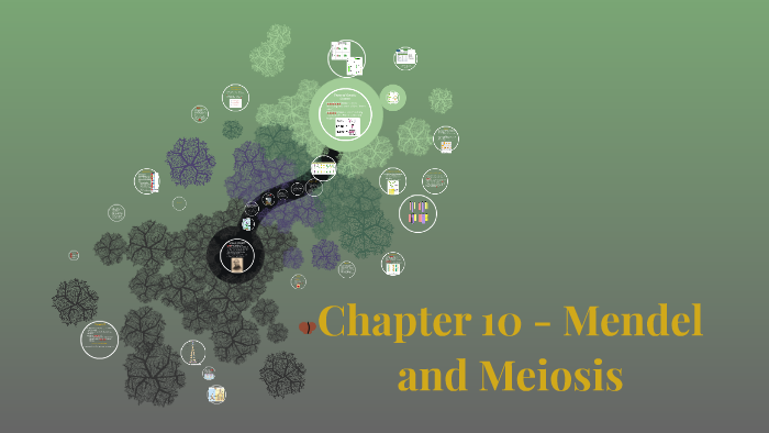 Chapter 10 - Mendel and Meiosis by Alexa Owen on Prezi