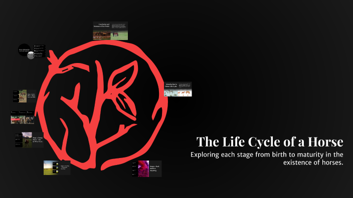 The Life Cycle of a Horse by Ivy Chisholm on Prezi