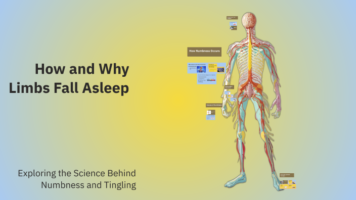 How and Why Limbs Fall Asleep by Nikolas Vasquez on Prezi
