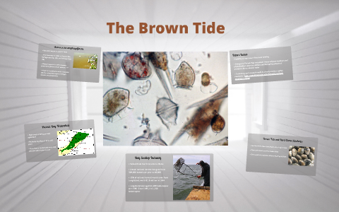 Brown Tide: Causes, Effects and Future Issues by Siobhan Wallace on Prezi