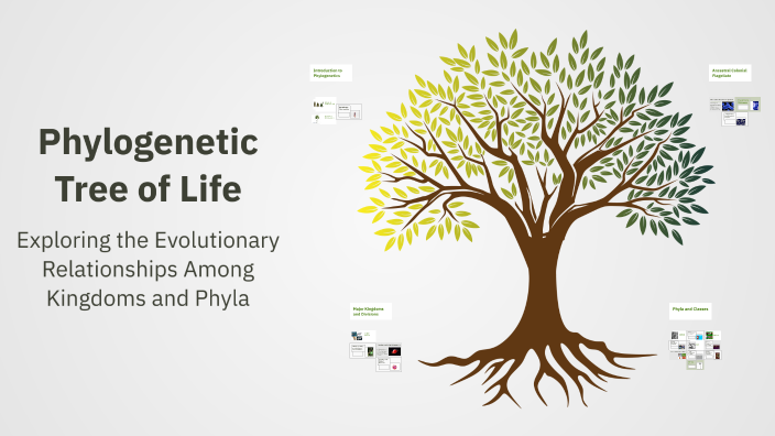 Phylogenetic Tree of Life by Mariam Fathi on Prezi