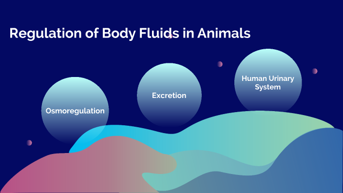 Regulation of Body Fluid by Julie Anne Buscato on Prezi