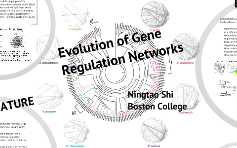 Evolution of Gene Regulation Networks by Ningtao Shi on Prezi