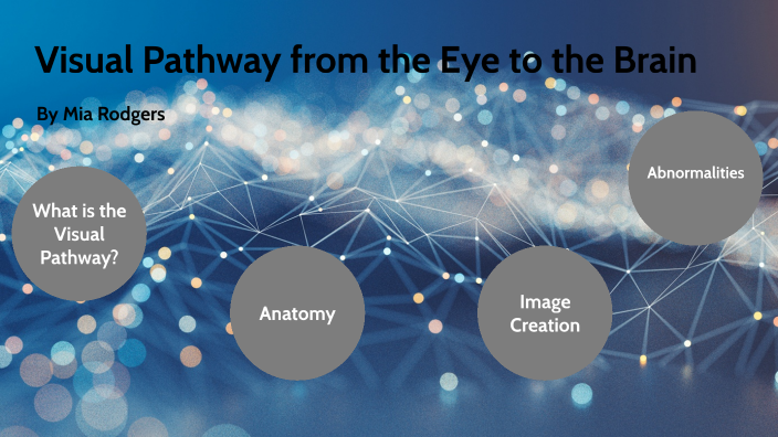 Visual Pathway by Mia Rodgers on Prezi