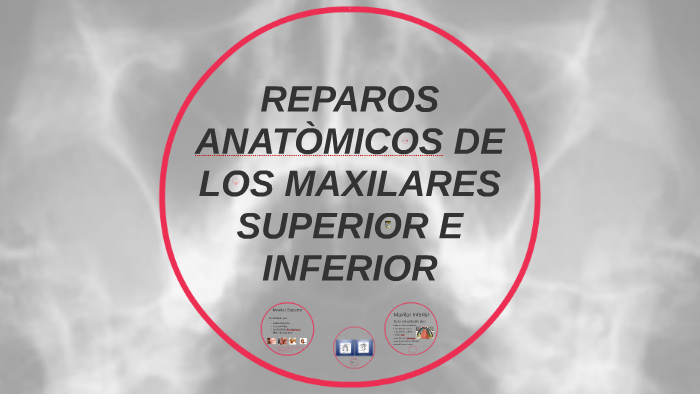 REPAROS ANATOMICOS MAXILAR SUPERIOR E INFERIOR by Jorge Laraudo on Prezi