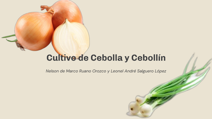 Cultivo de Cebolla y Cebollín by Gabriel Ramírez on Prezi