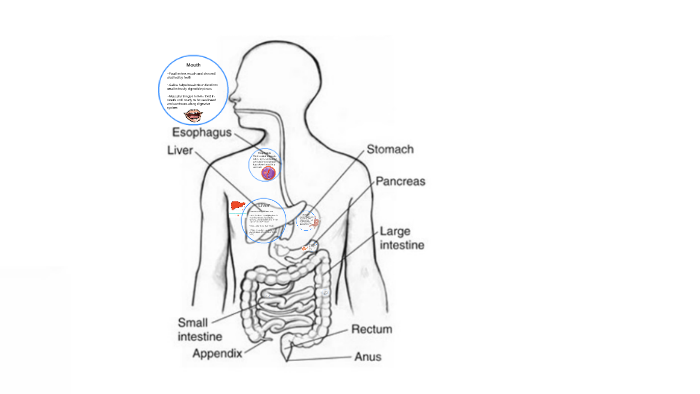 10 Bio Digestive System Project by Steve Duden on Prezi